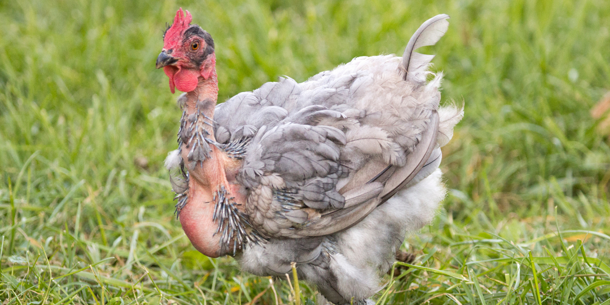 Chicken Molting Tips — Ellington Agway