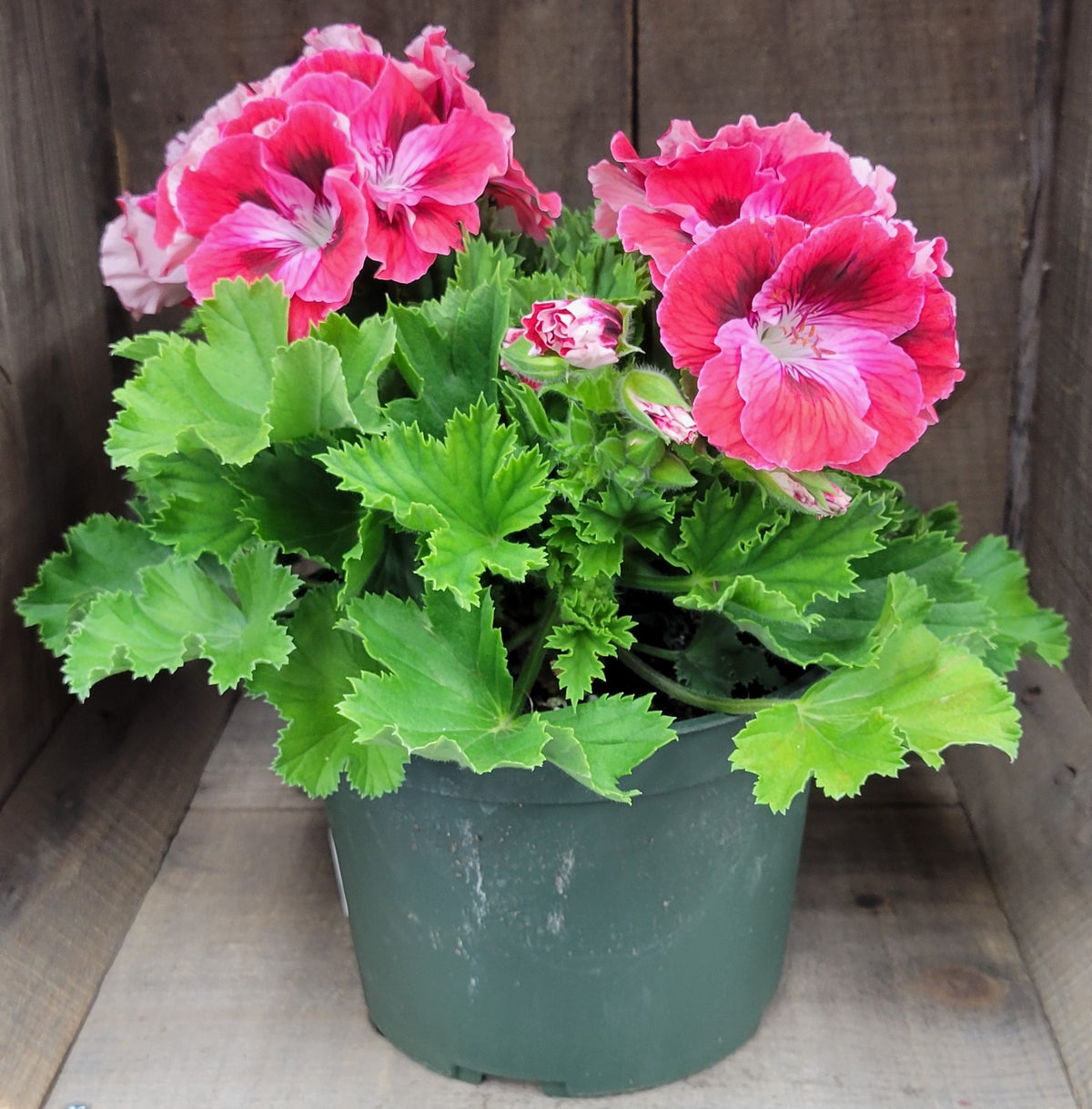 Martha Washington Geranium, 6.5-Inch — Ellington Agway