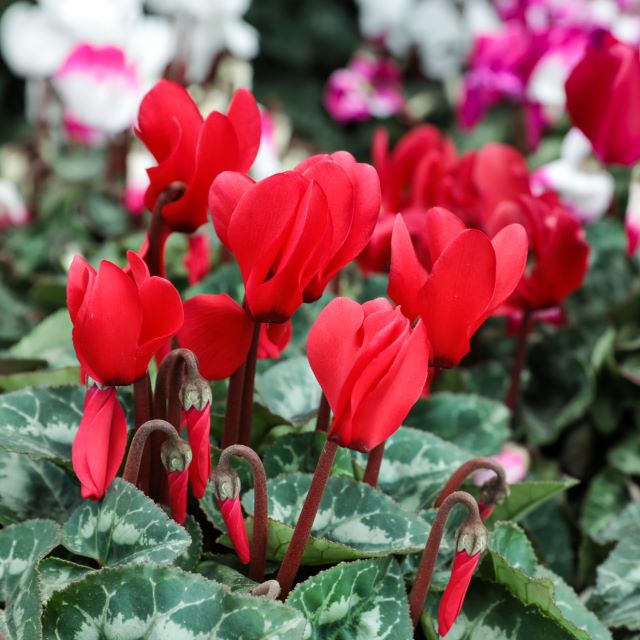 Cyclamen Plant - 6" Assorted Colors — Ellington Agway