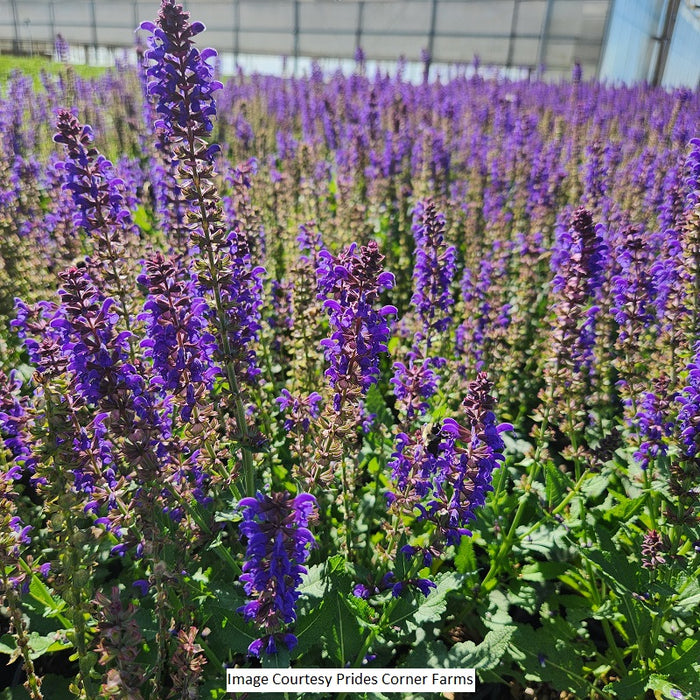 April Night Salvia, 1-Gallon — Ellington Agway