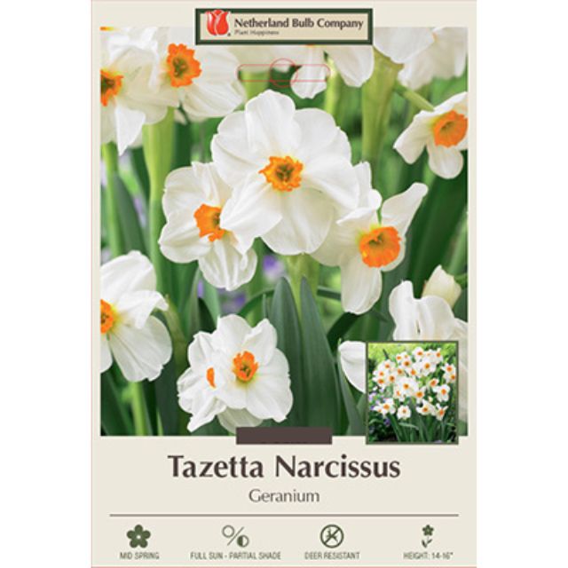 Narcissus Bulbs - Geranium Daffodil, Pack of 7 — Ellington Agway